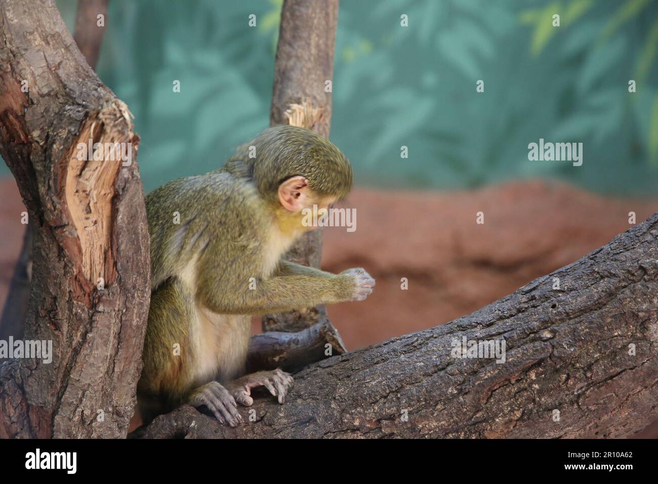 Talapoin Monkey Prague Zoo Stock Photo - Alamy