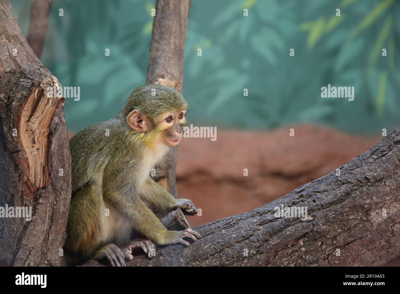 Talapoin Monkey Prague Zoo Stock Photo - Alamy