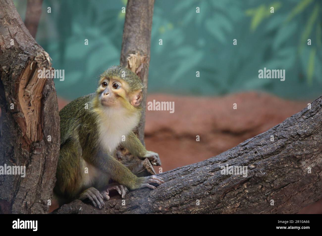 Talapoin hi-res stock photography and images - Alamy