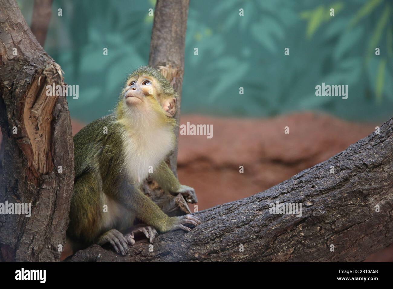 Monkeybusiness hi-res stock photography and images - Alamy