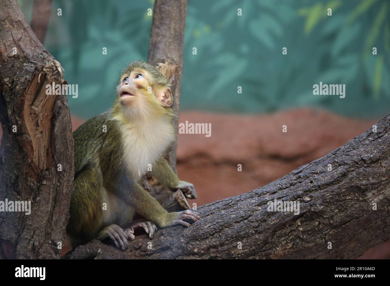 Talapoin Monkey Prague Zoo Stock Photo - Alamy