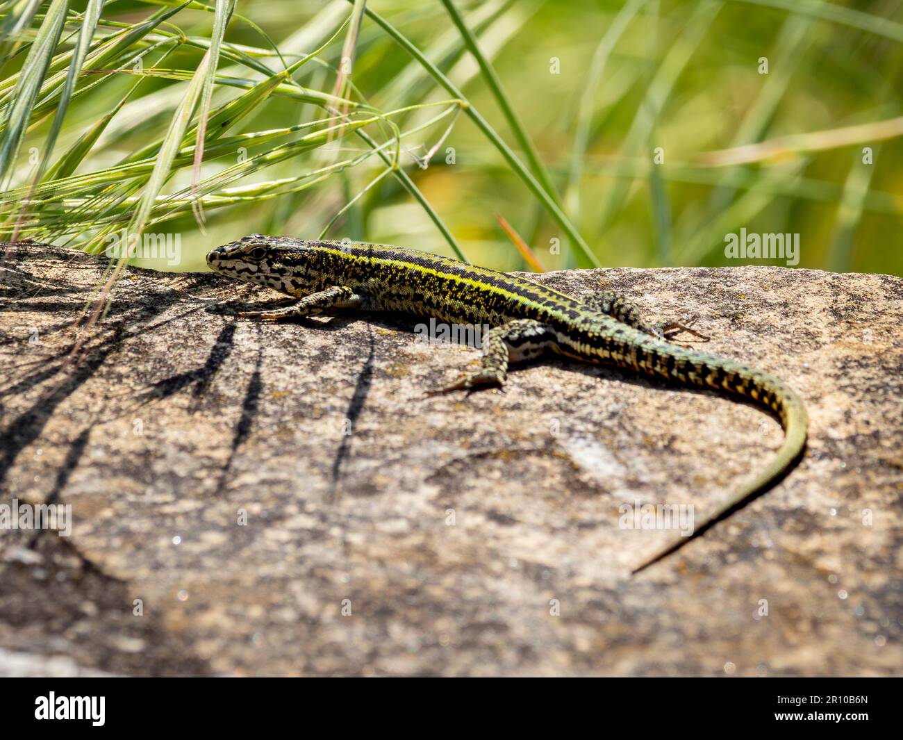 Bocage's wall lizard (Podarcis bocagei) on a stone - endemic specia to ...