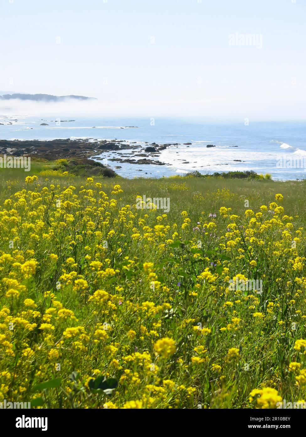 Blue point spring hi-res stock photography and images - Alamy