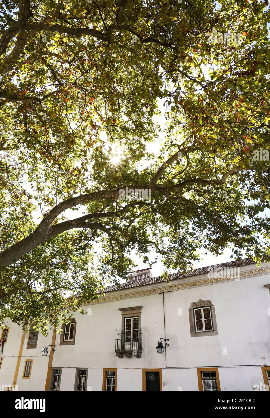 Typical Portuguese facade next to beautiful tree in the old town of ...