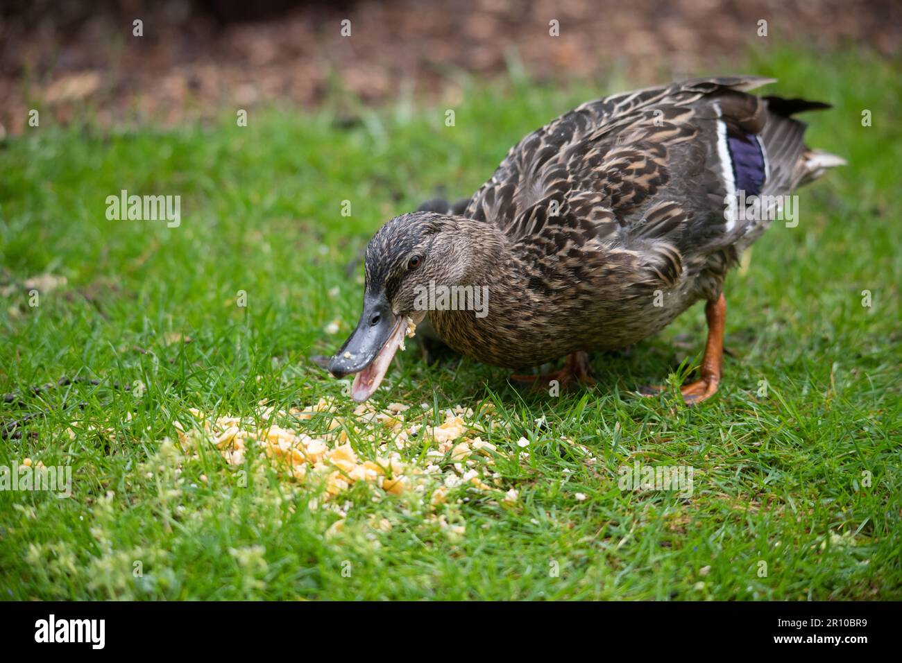 Mother duck gobbles up some food left out for her Stock Photo - Alamy