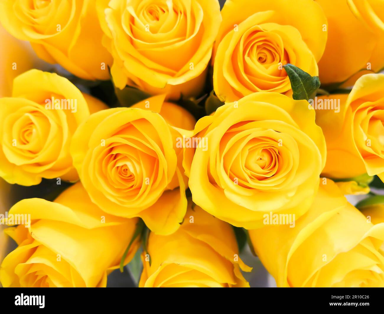 Flower Bouquet of Yellow Roses Stock Photo - Alamy