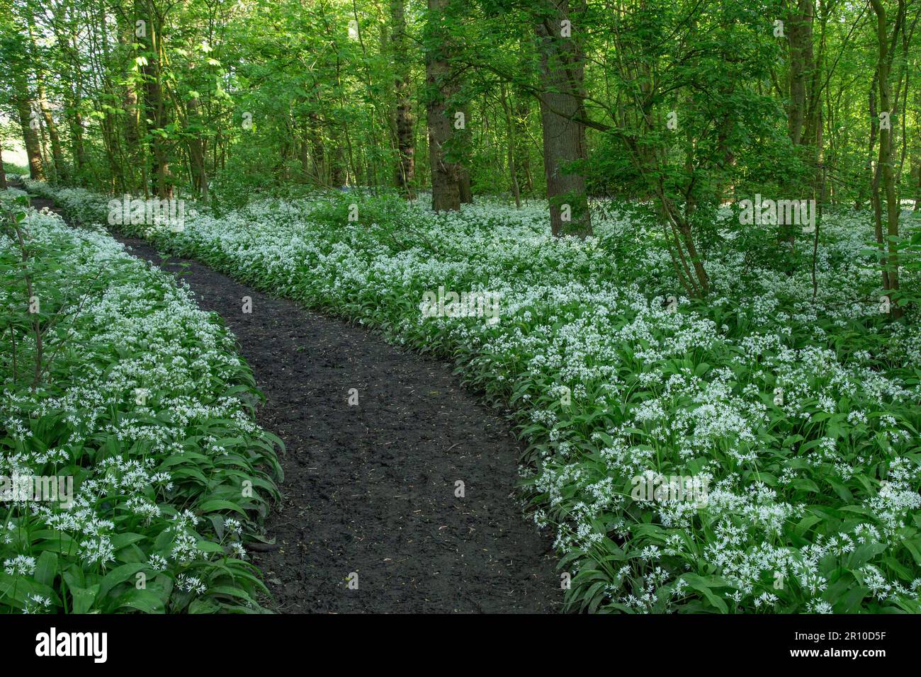 A carpet of woodland wild garlic flowers (allium ursinum) in a woody ...