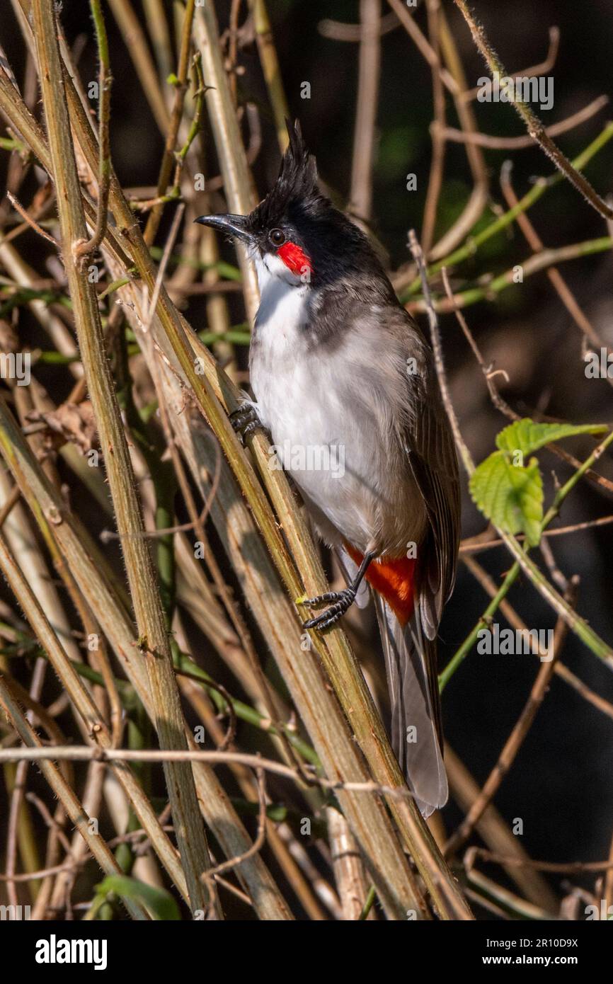 Red-whiskered bulbul, Mount Abu, Rajasthan, India Stock Photo - Alamy