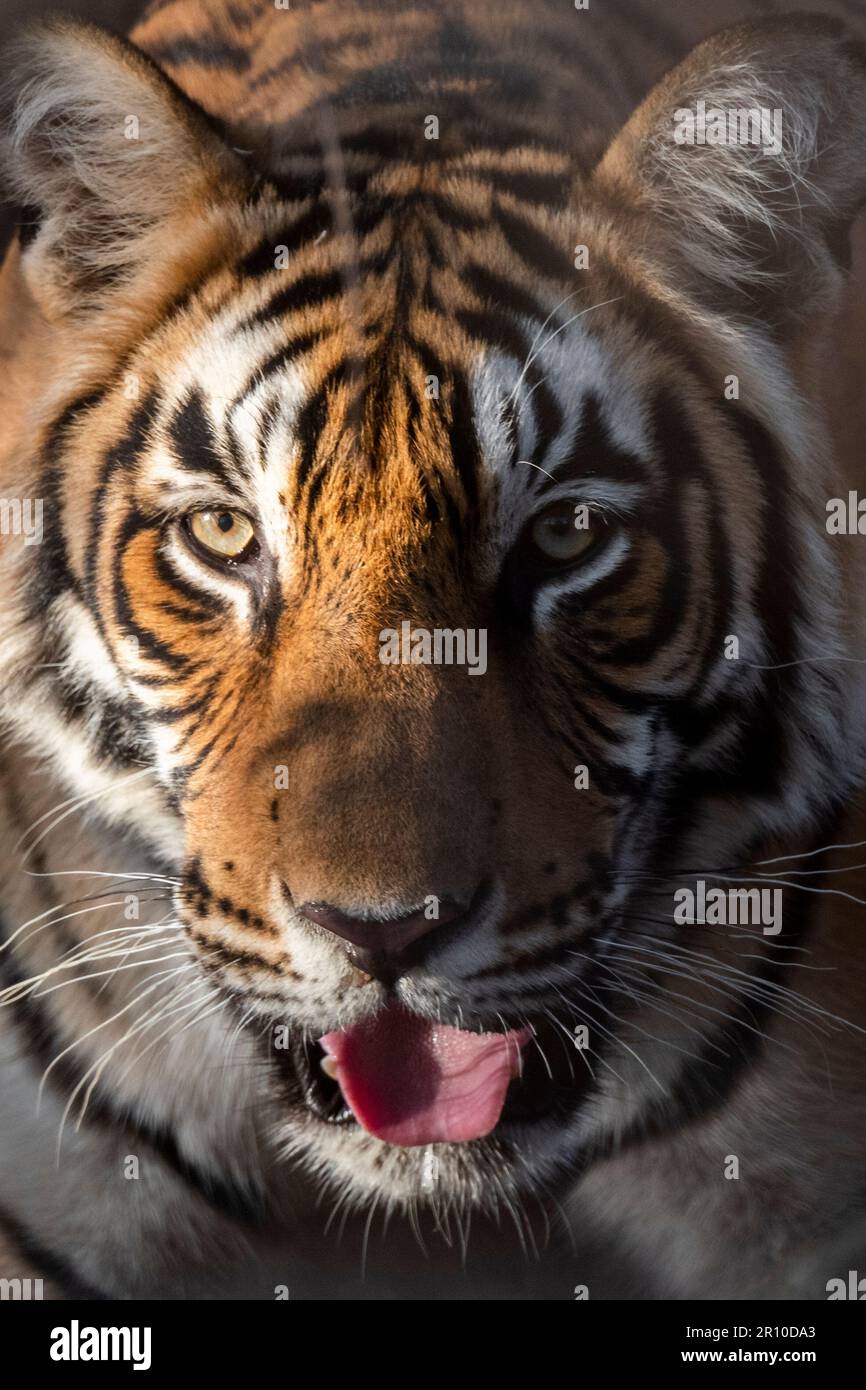 Tiger, Ranthambore National Park, Rajasthan, India Stock Photo - Alamy