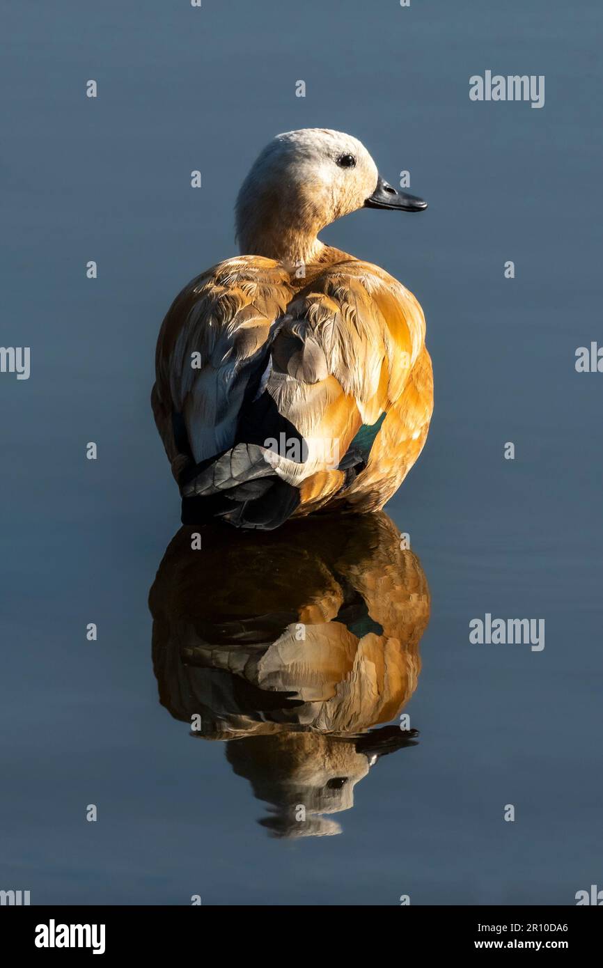 Brahminy Duck (Ruddy Shelduck), Ranthambore National Park, Rajasthan ...