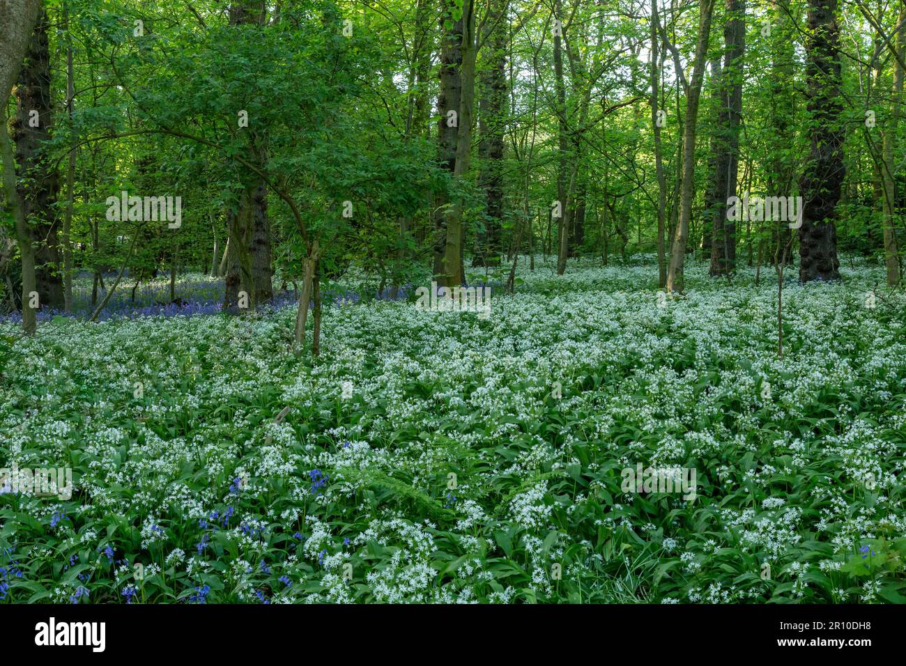 A carpet of woodland wild garlic flowers (allium ursinum) in a woody ...