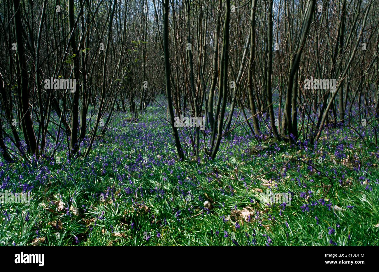 Bluebells In Woodland Ash/Hazel Coppice Spring Leith Hill Surrey ...