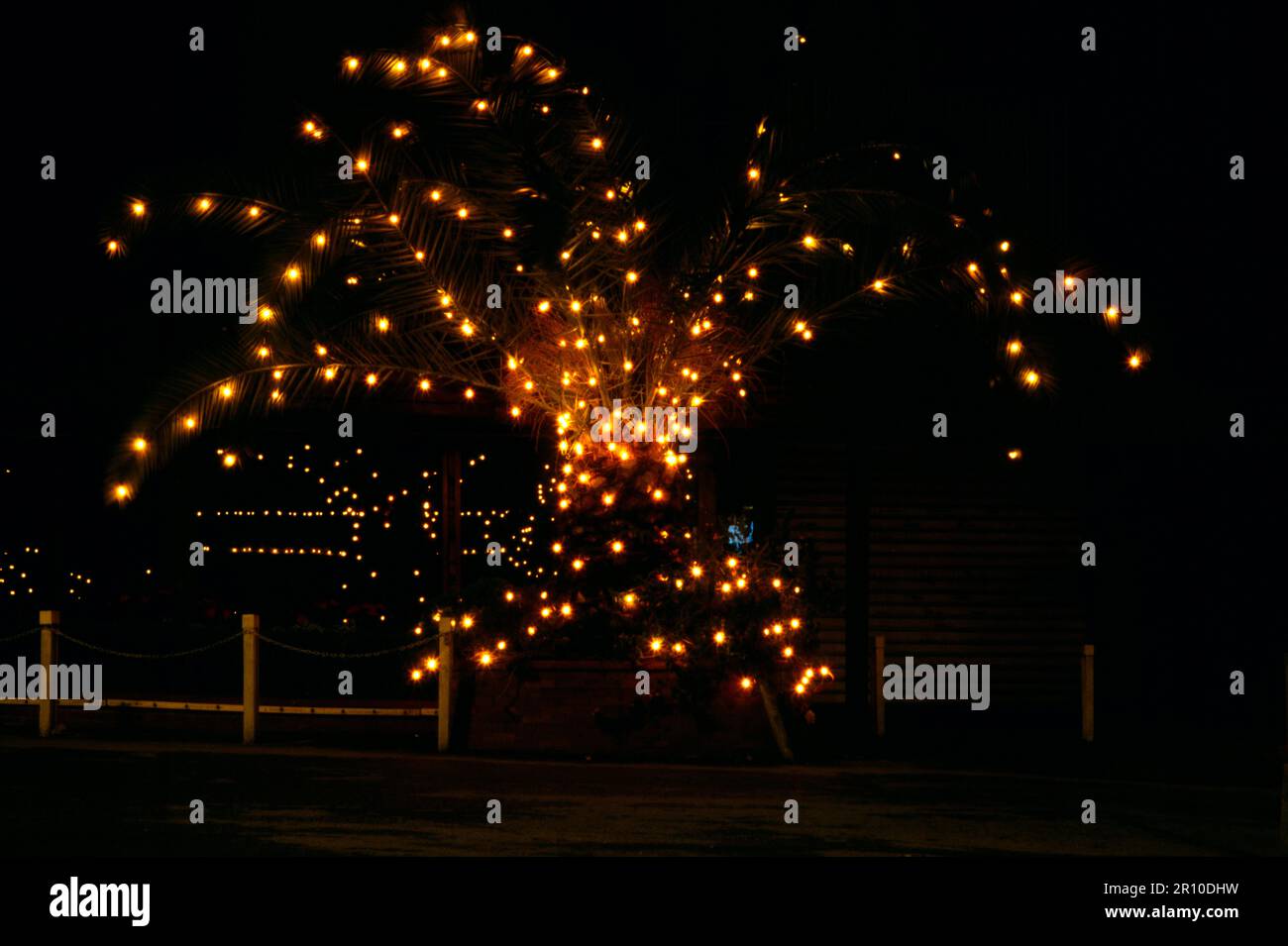 Beirut Lebanon Kaslik Christmas Lights On Palm Tree Stock Photo - Alamy