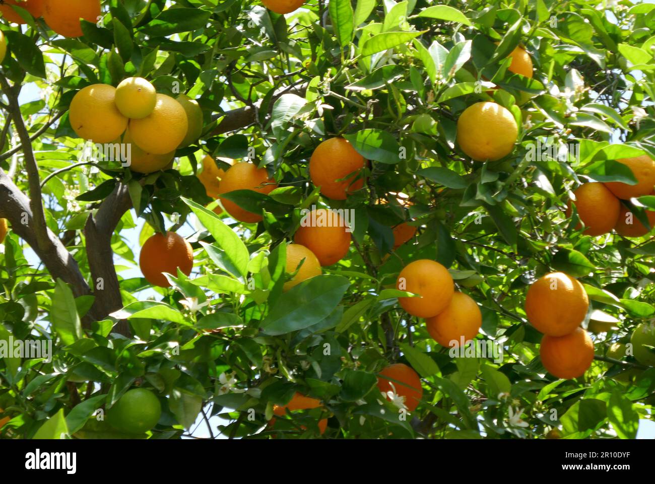 Los Angeles, California, USA 8th May 2023 Orange Tree on S. Saltair ...