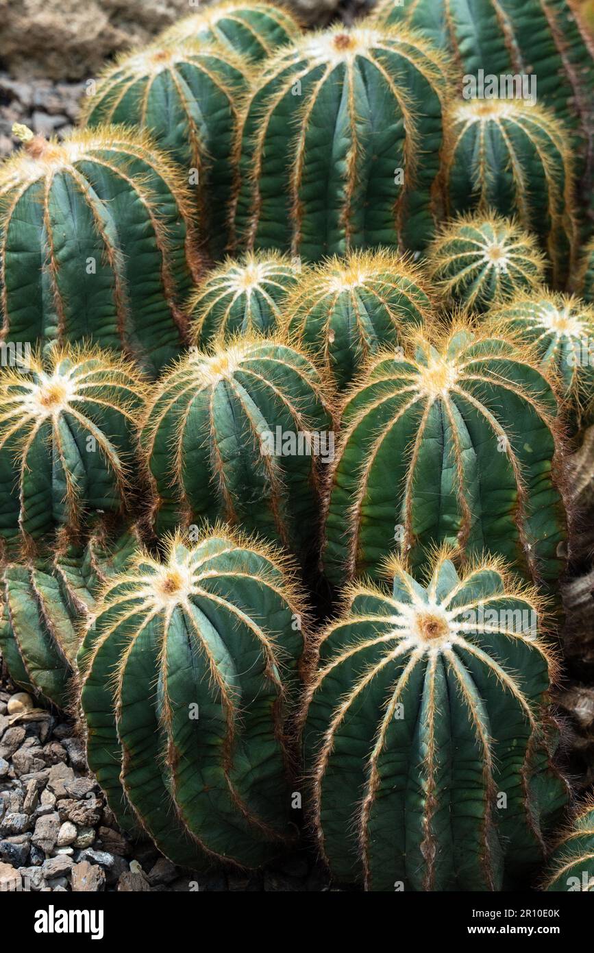 Group of typical Barrel Cactus Cacti Stock Photo - Alamy