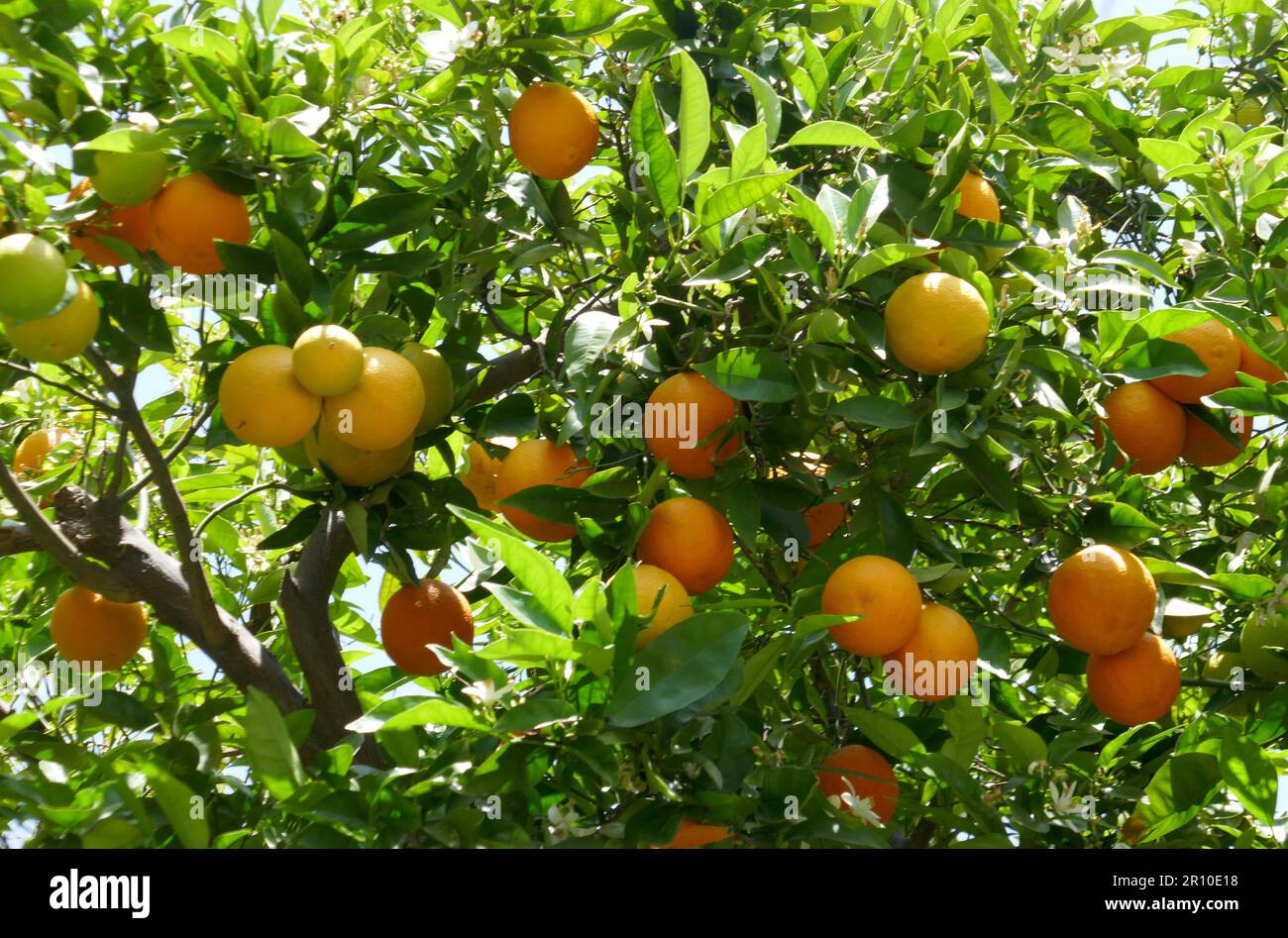 Los Angeles, California, USA 8th May 2023 Orange Tree on S. Saltair ...