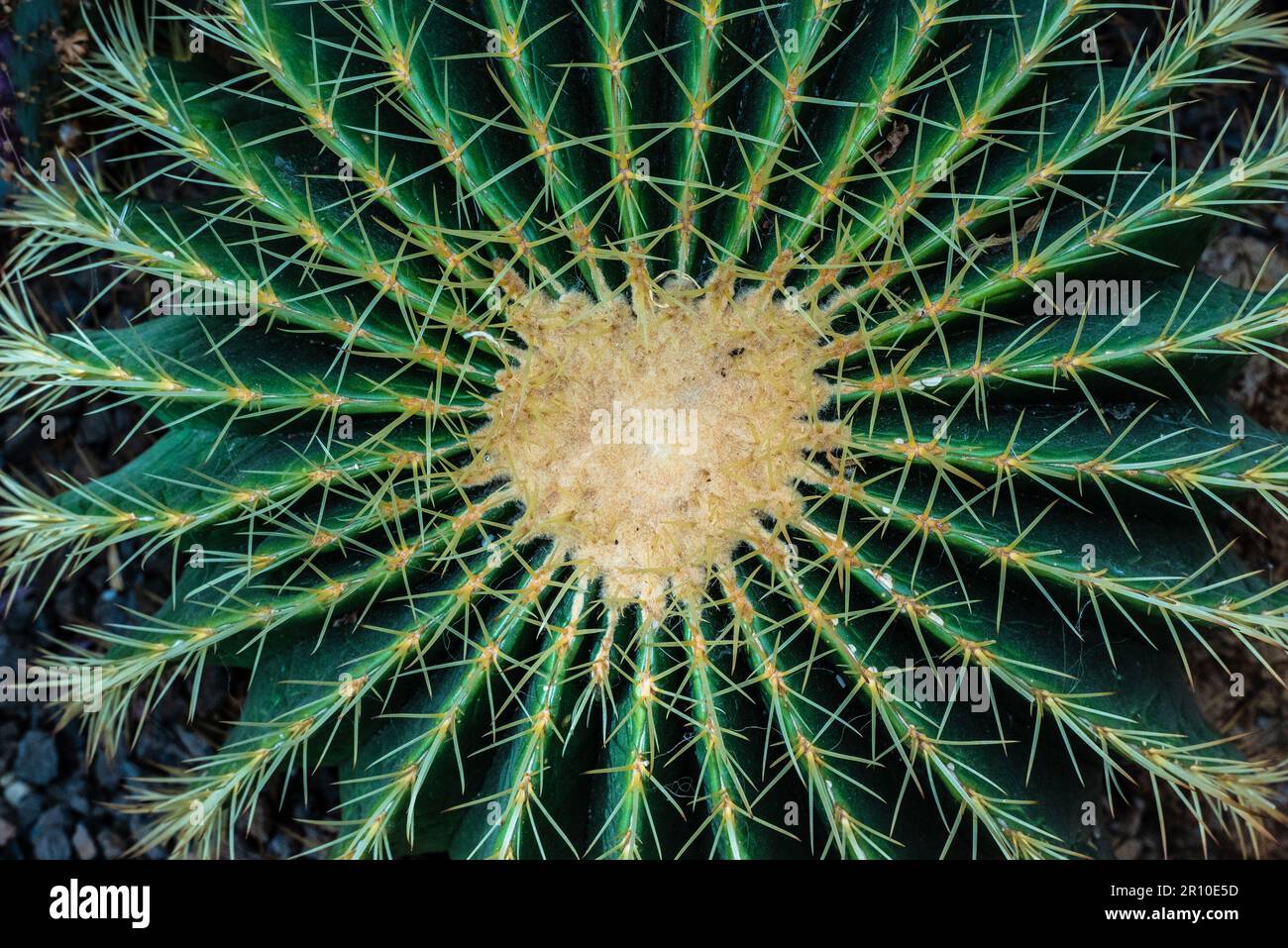 Sphere cacti hi-res stock photography and images - Alamy