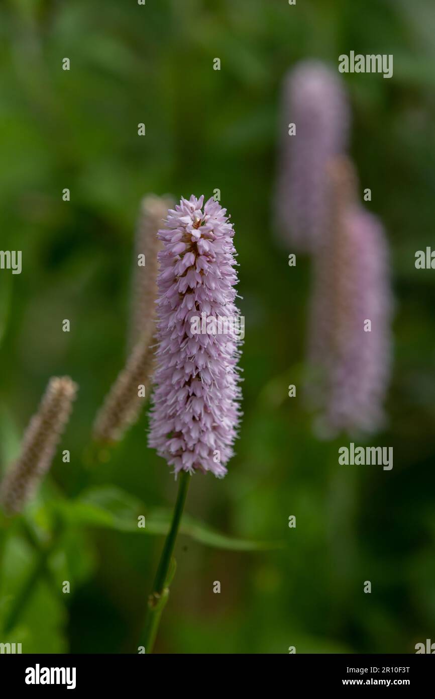 Persicaria bistorta 'Superba'. Common Bistort Stock Photo - Alamy