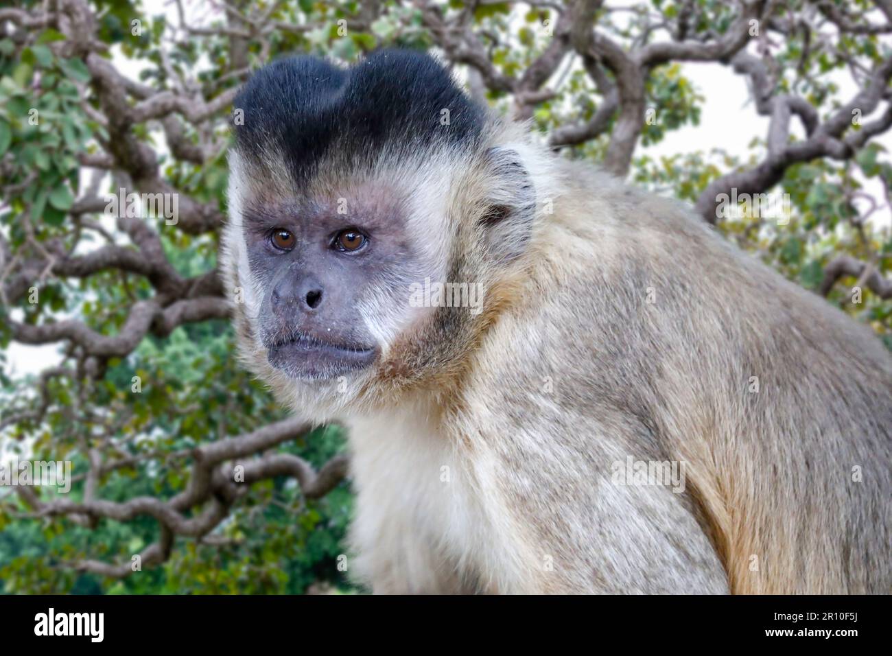 Monkey thumb hi-res stock photography and images - Alamy