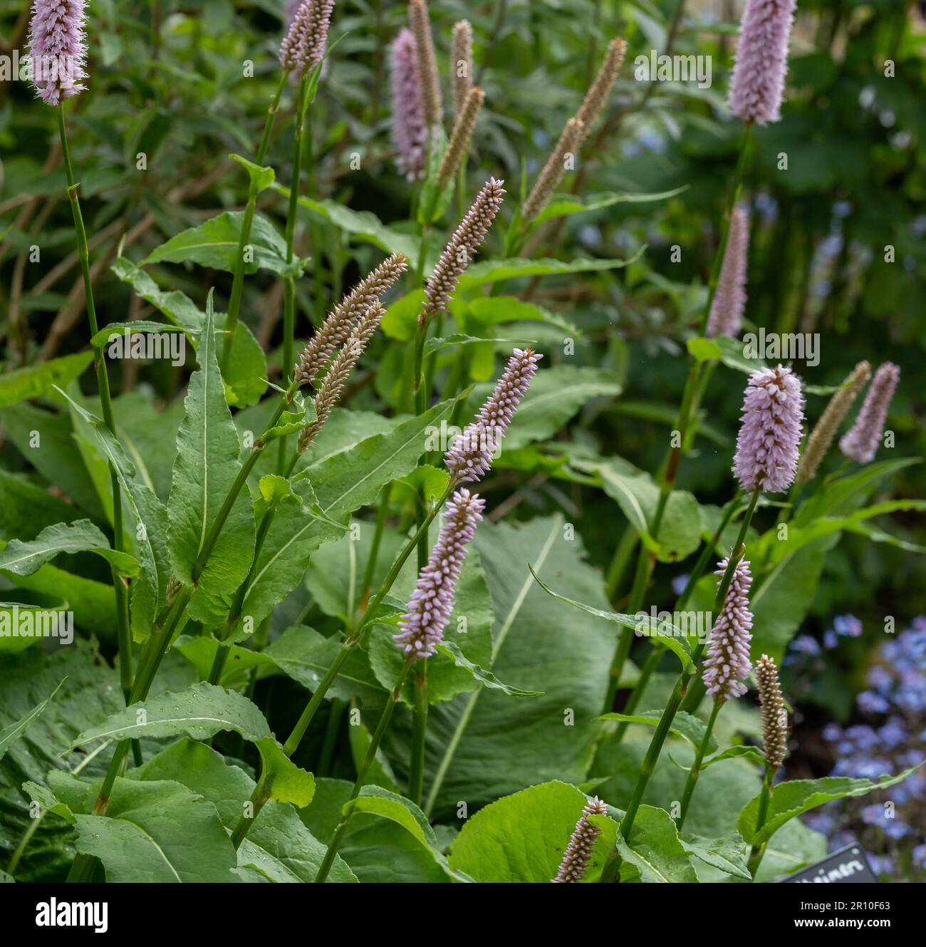 Persicaria bistorta 'Superba'. Common Bistort Stock Photo - Alamy