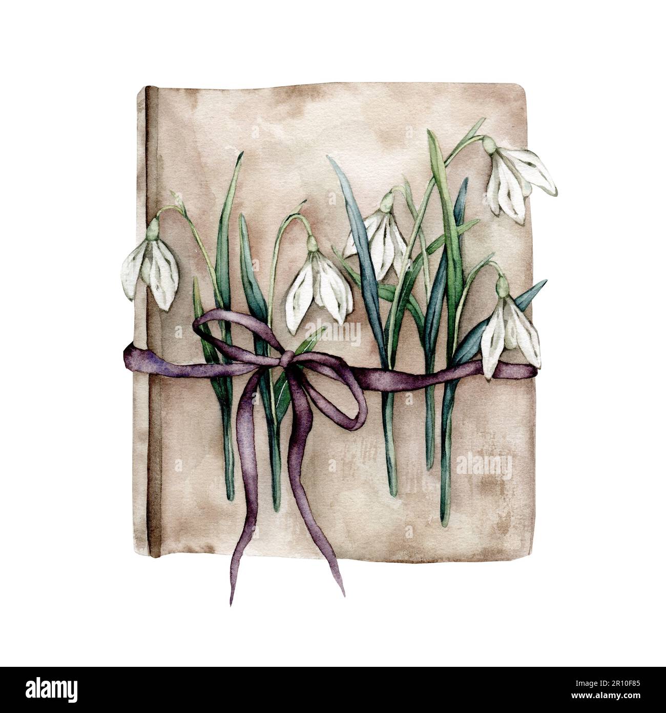 Snowdrop botanical illustration hi-res stock photography and images - Alamy