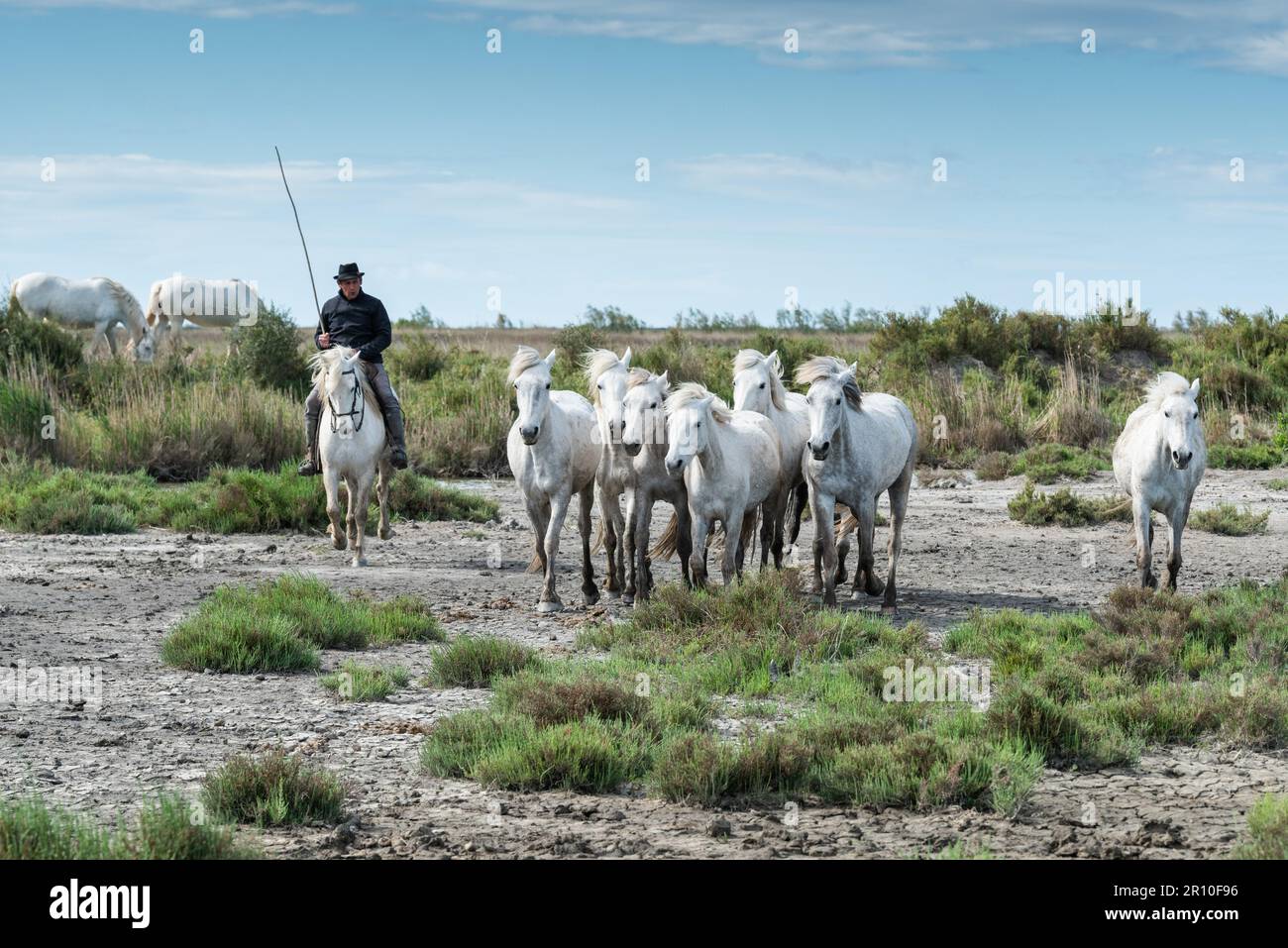 Camargue, France, April 27 2019 : White horses and two guardians are ...