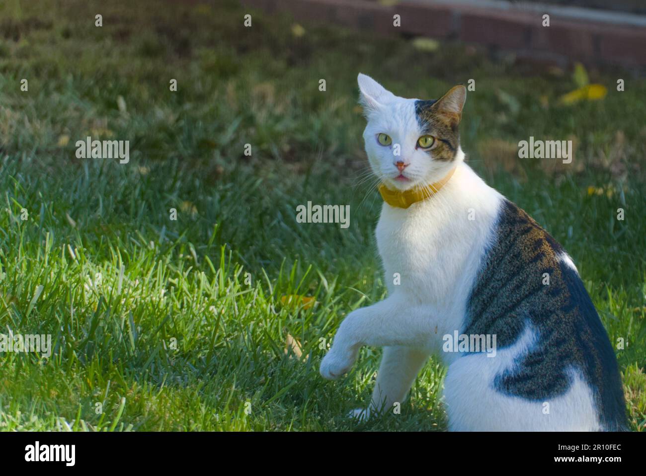 Portrait cat dog close hi-res stock photography and images - Alamy
