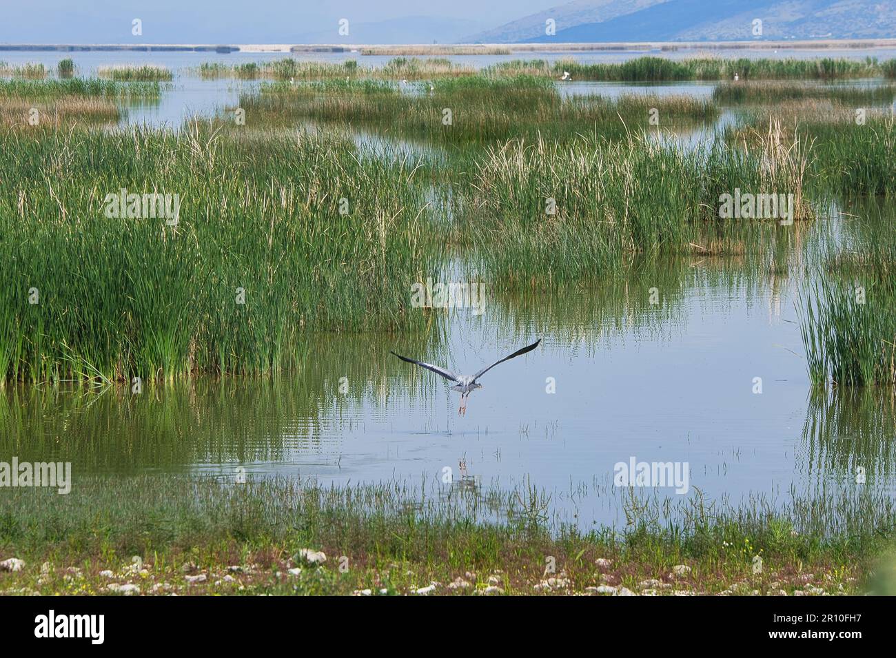 Lake Karla, calm and beautiful lake, Greece, a unique wetland, with ...