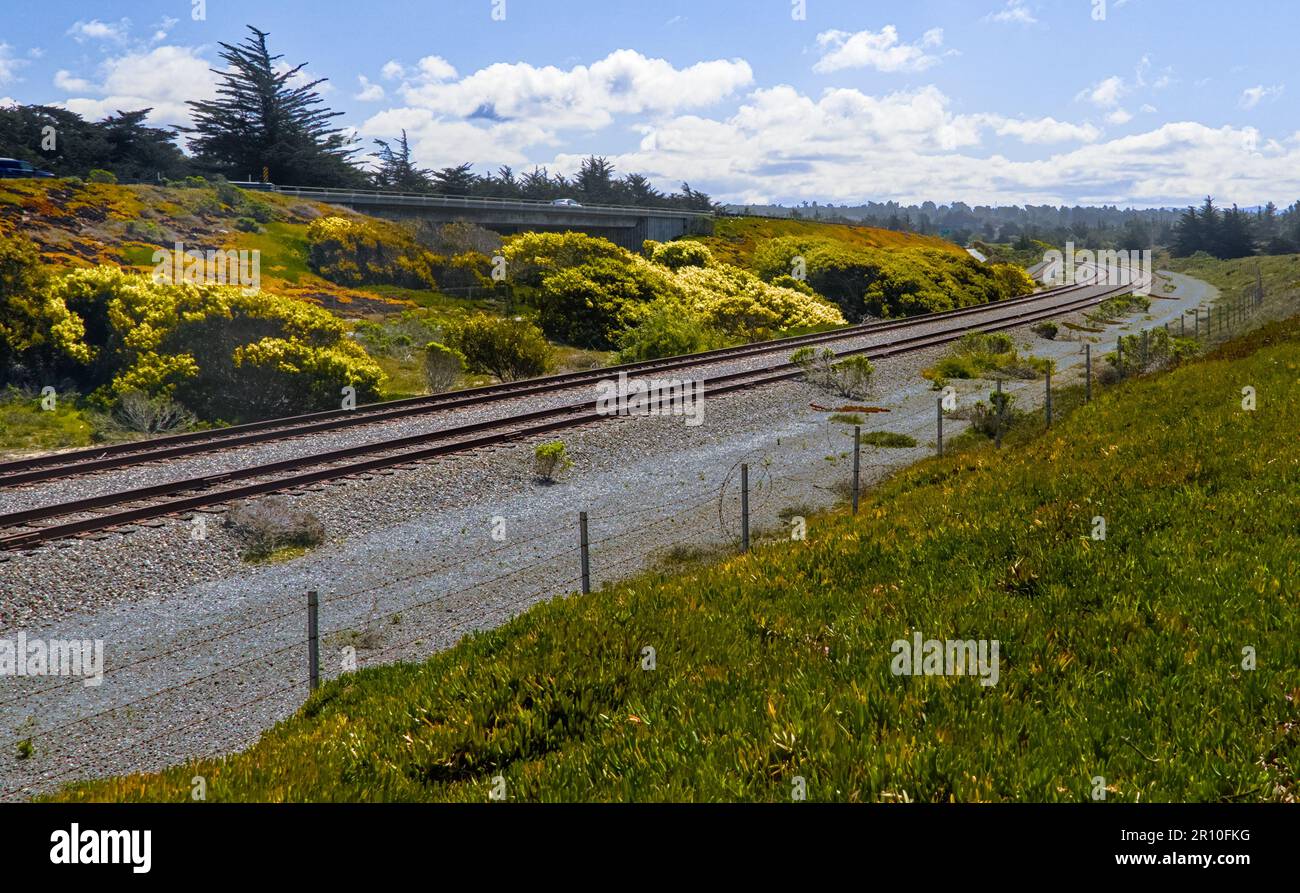 Curved train track with green ice plants on right and yellow flowers on ...
