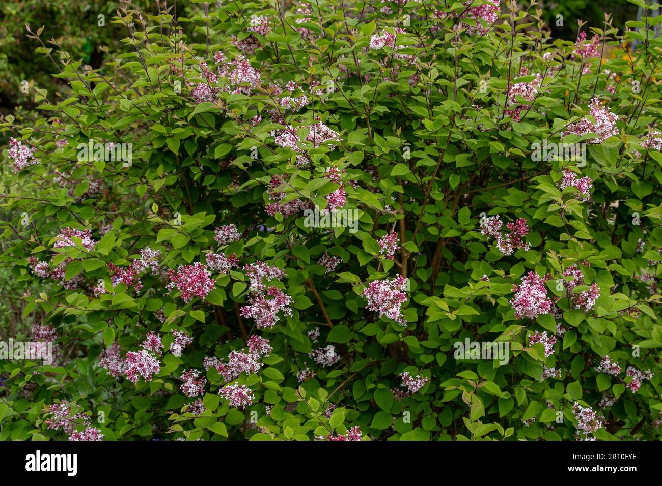 Syringa pubescens microphylla 'Superba'. Lilac Superba. Littleleaf ...