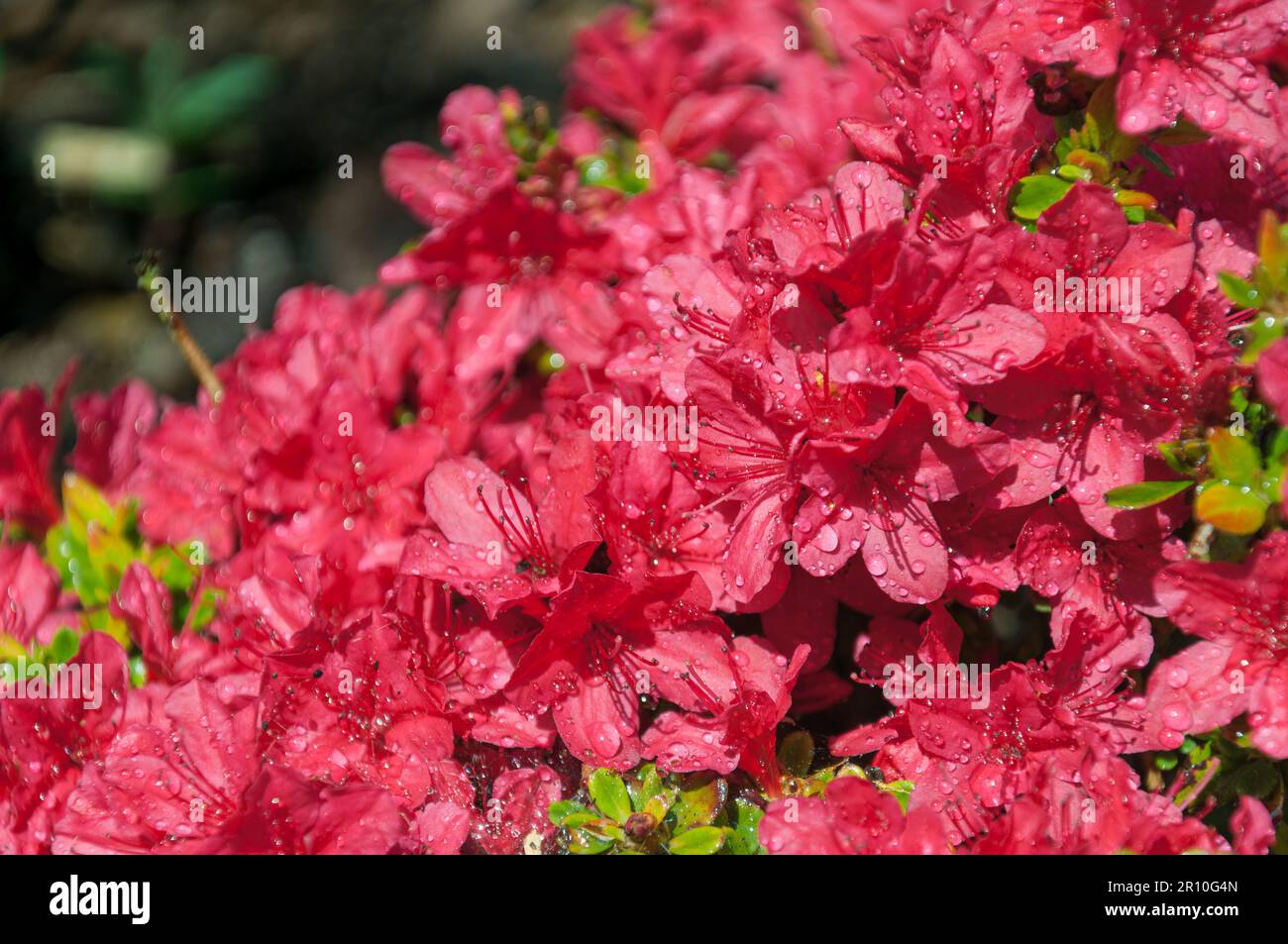Blooming red flowers of rhododendron japonicum. Closeup photo Stock ...