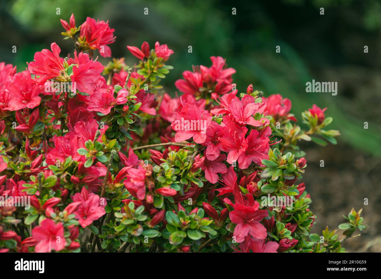 Blooming red flowers of rhododendron japonicum. Closeup photo Stock ...