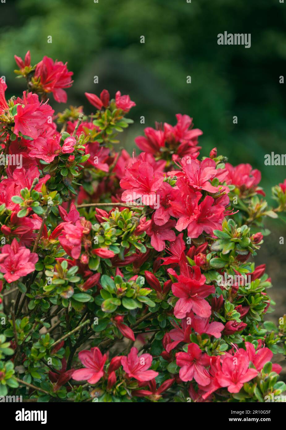 Blooming red flowers of rhododendron japonicum. Closeup photo Stock ...
