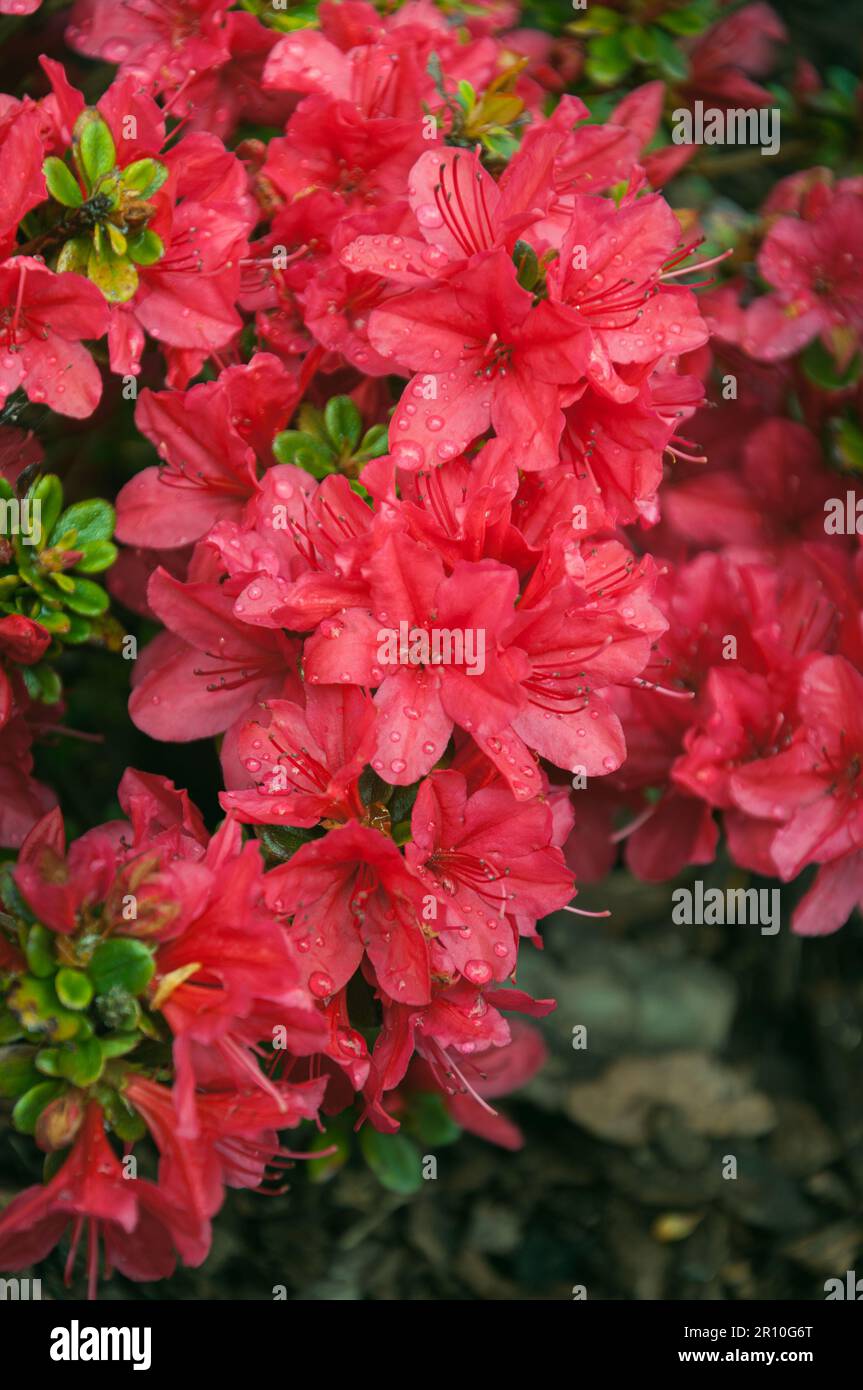 Blooming red flowers of rhododendron japonicum. Closeup photo Stock ...