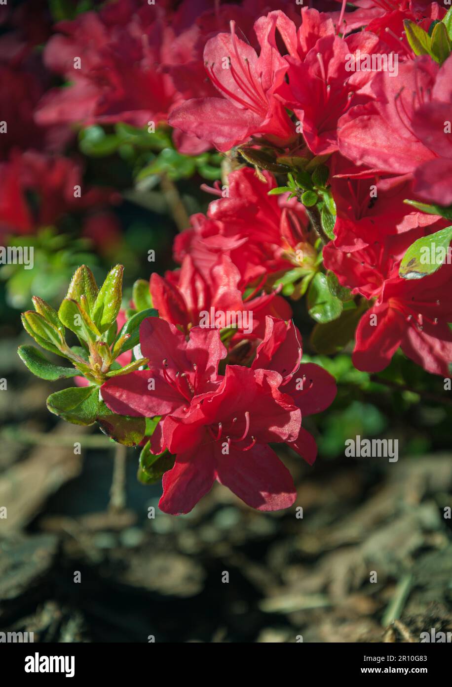 Blooming red flowers of rhododendron japonicum. Closeup photo Stock ...
