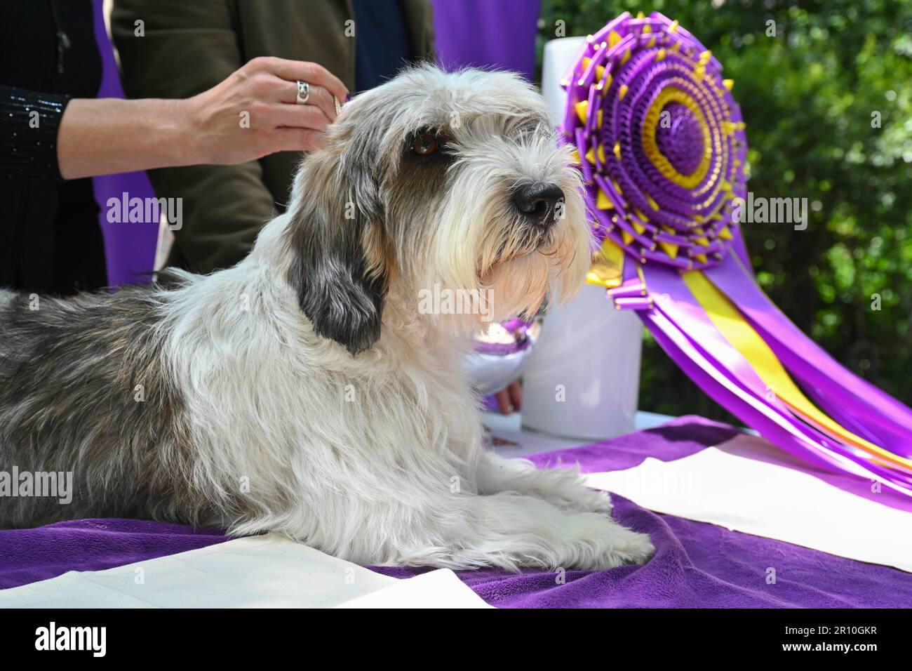 Photo by: NDZ/STAR MAX/IPx 2023 5/10/23 Buddy Holly the Petit Basset ...