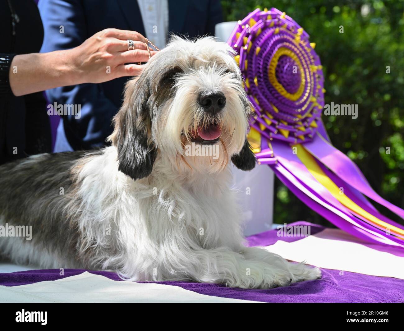 Photo by: NDZ/STAR MAX/IPx 2023 5/10/23 Buddy Holly the Petit Basset ...