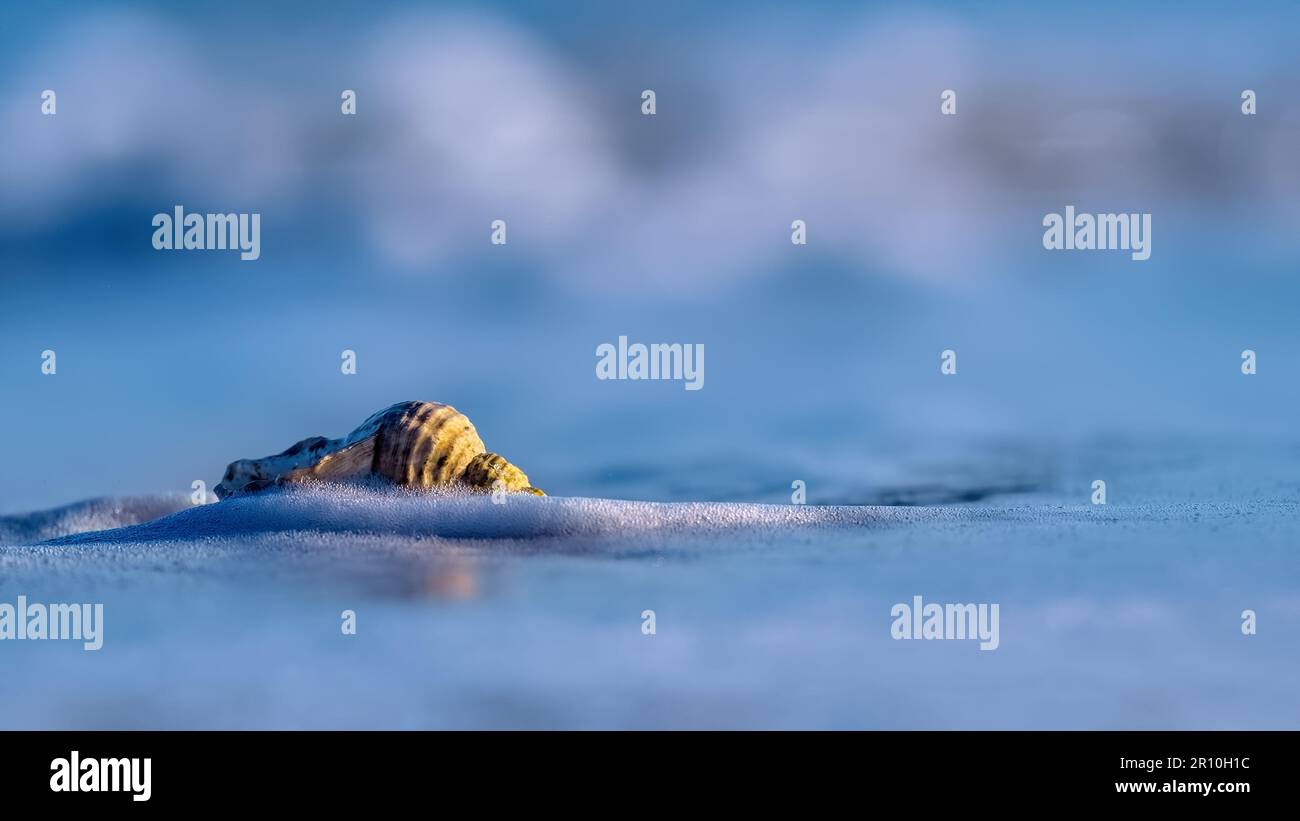 Sea shell lying on shallow surf in blue ocean bathed in soft sunlight ...
