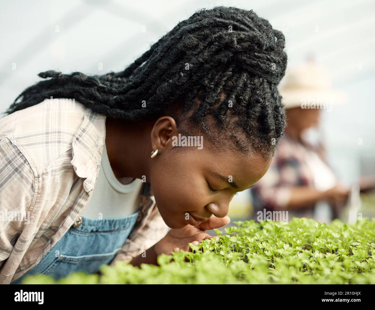 Farmer smelling growing herbs. African american farmer sniffing her ...