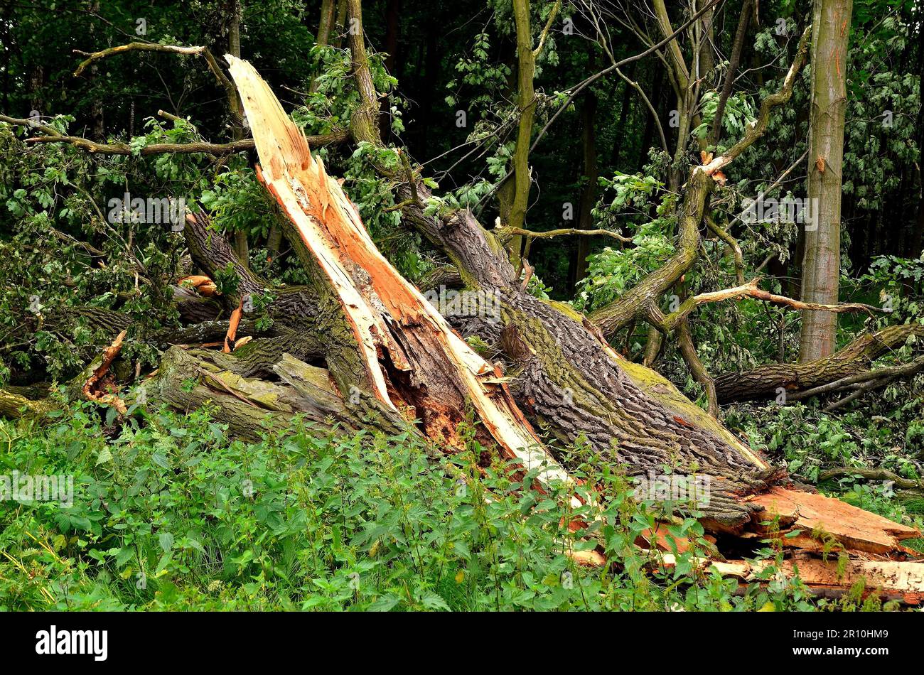Damaged tree in the green forest. Tree that was struck by lightning in ...