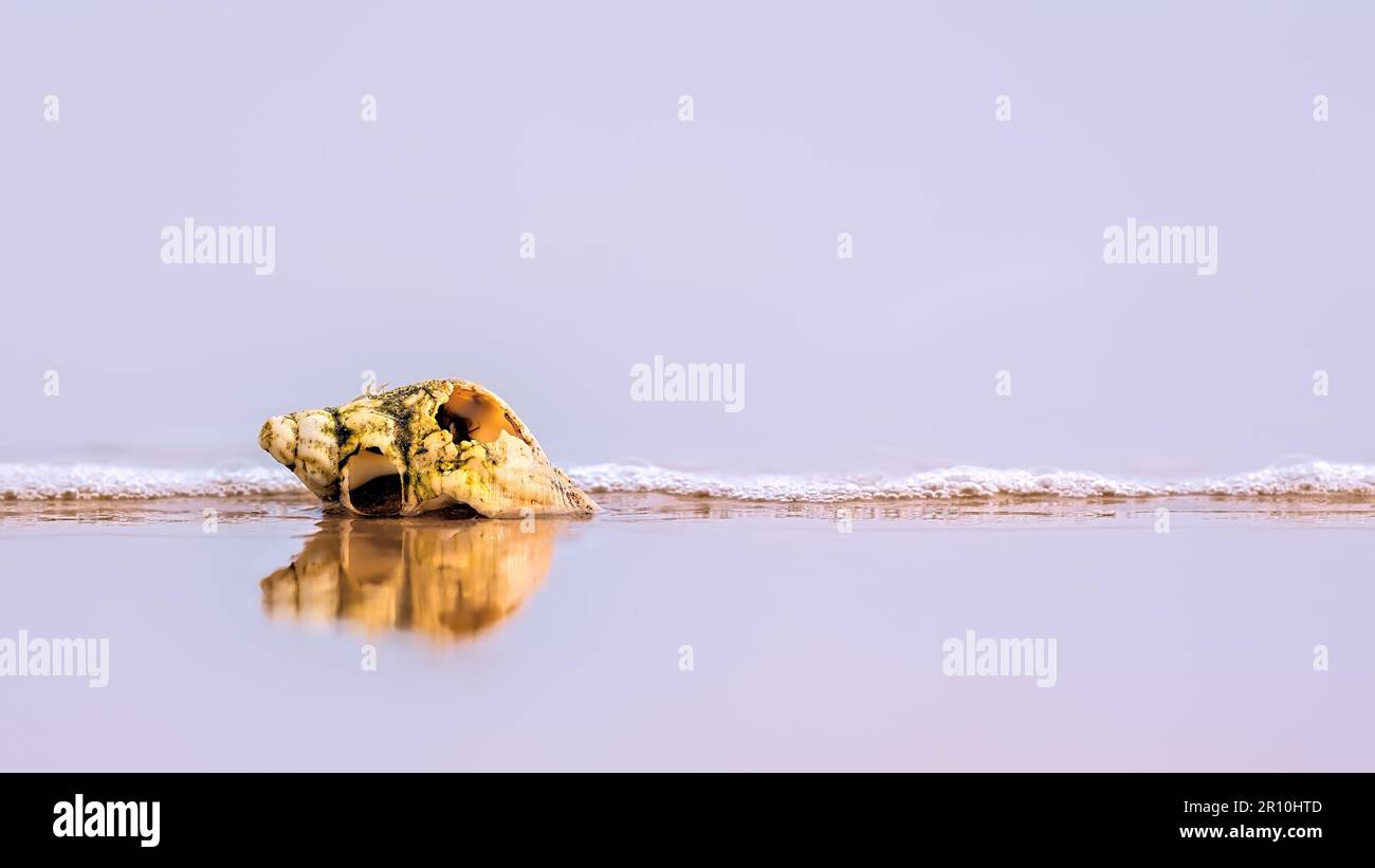 Broken sea shell on a beach washed by surf Stock Photo - Alamy