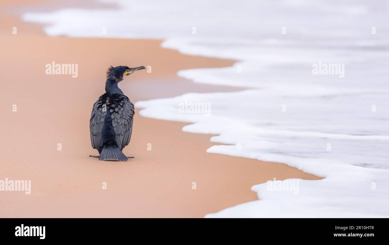 Cormorant standing on a sandy beach watching creamy white surf washing ...
