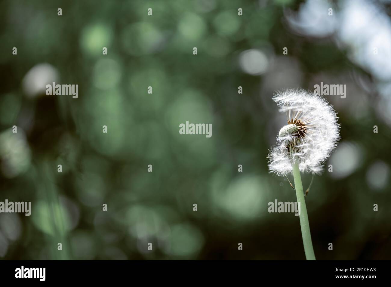 Closeup view of a dandelion bulb with half the seeds missing. Over ...