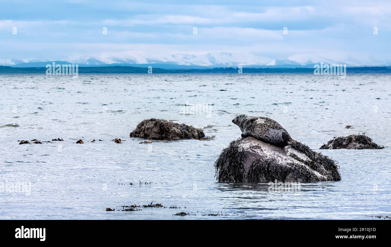 Common or Harbour seal lounging on a rock in the ocean (wide depth of ...