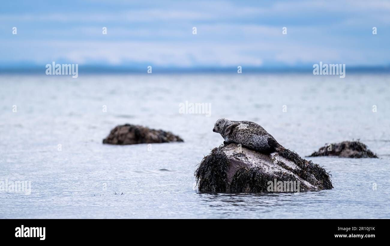 Common or Harbour seal lounging on a rock in the ocean (shallow depth ...