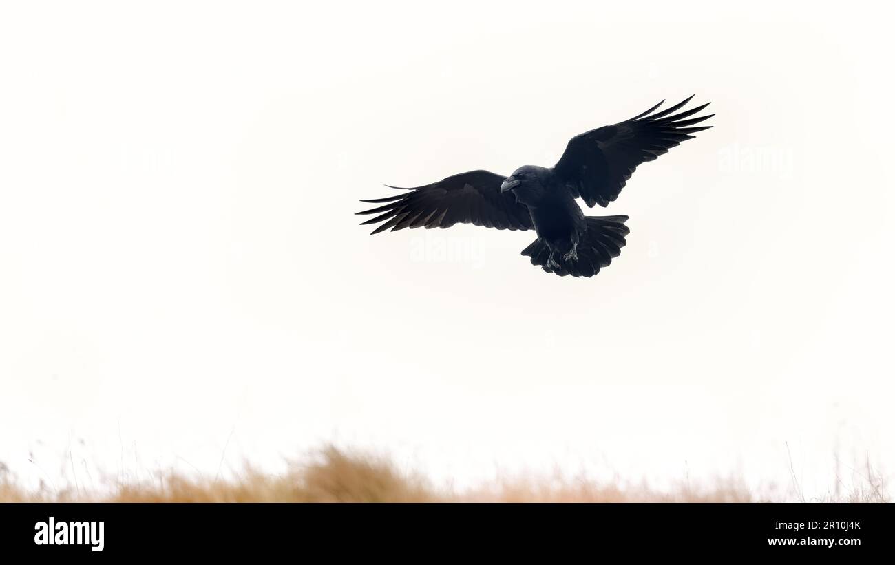 Crow with white plumage hi-res stock photography and images - Alamy