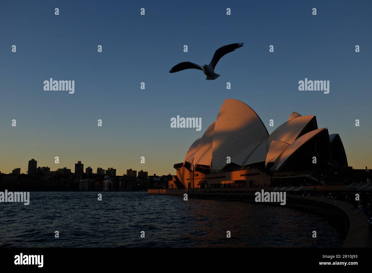 Seagulls flying around the Sydney Opera House, at sunset Stock Photo ...