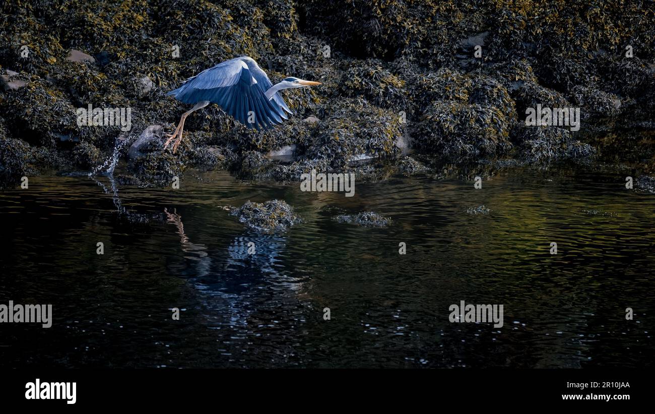 Grey heron taking off from a river with splashes and reflections in the ...