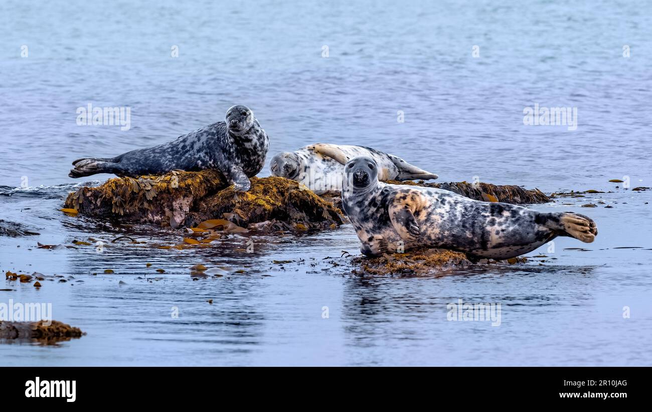 Three grey seals, two bulls and female, lounging on seaweed covered ...