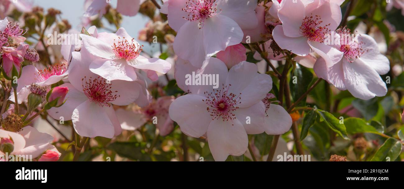Pink roses in full bloom in the sun - panorama Stock Photo - Alamy